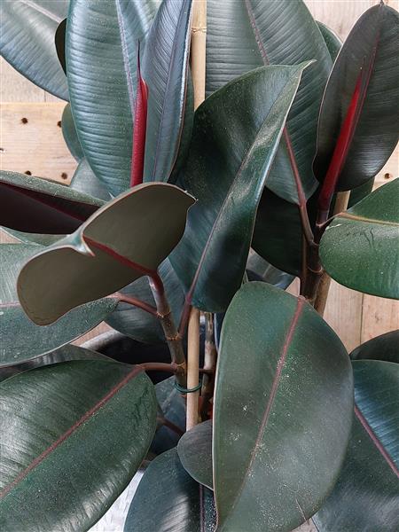 Ficus Elastica 'Abidjan'